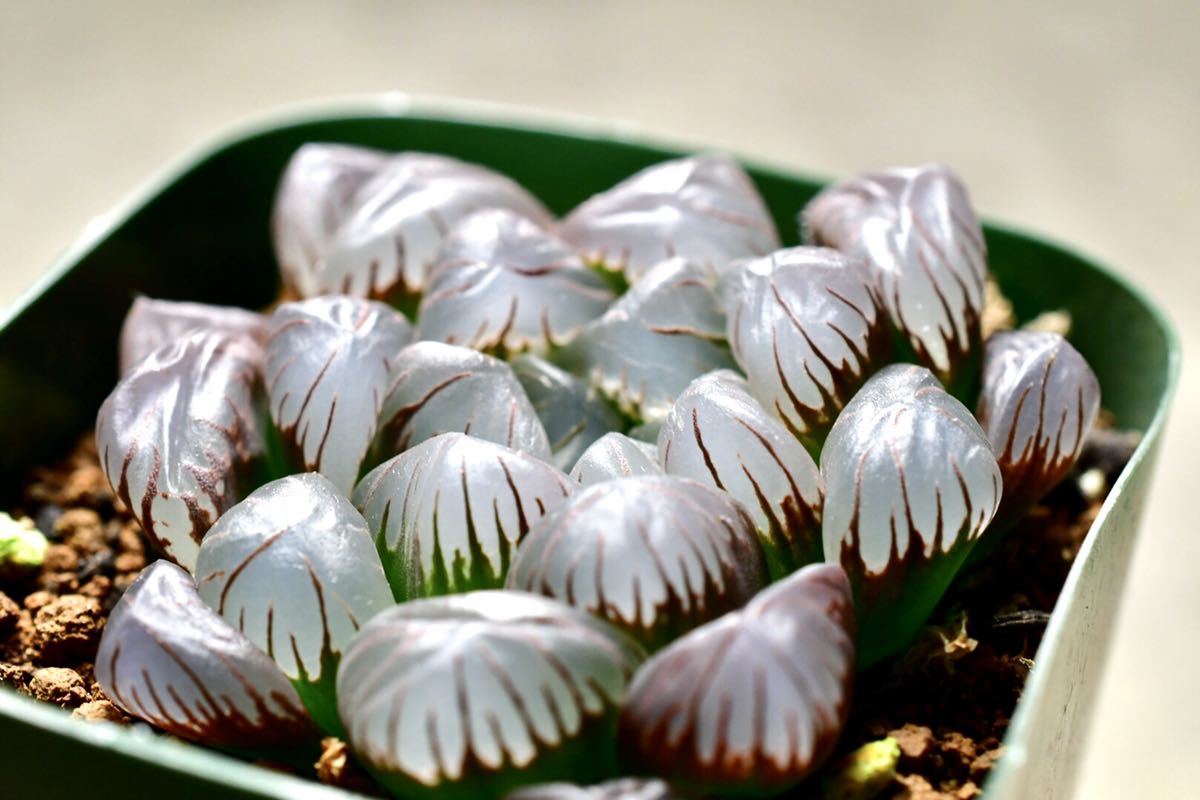 多肉 ハオルチア Haworthia ob1(サボテン)｜売買されたオークション情報、yahooの商品情報をアーカイブ公開 - オークファン（aucfan.com）