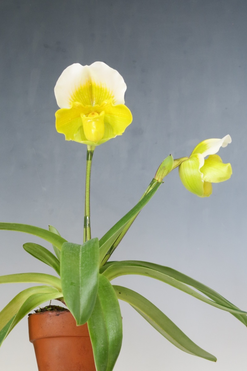 洋蘭 パフィオ TA7623 Paph. Hellas 'Tokyo'(ラン)｜売買されたオークション情報、yahooの商品情報をアーカイブ ...
