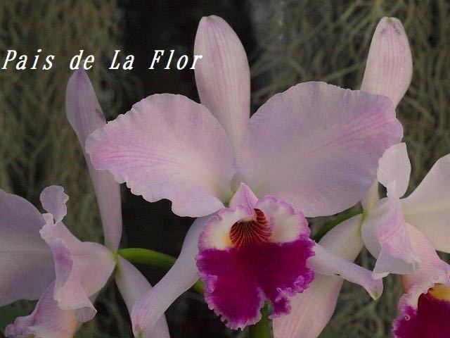 洋蘭原種 カトレア C.labiata rosada venosa 'Pastel Fantasy' O.G(ラン)｜売買されたオークション ...