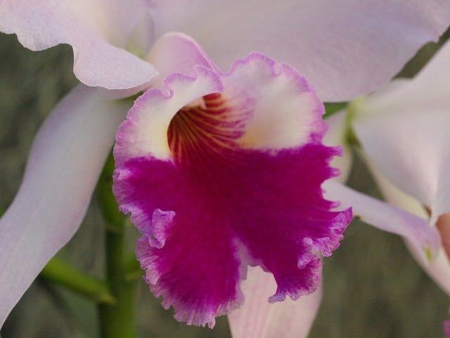 洋蘭原種 カトレア C.labiata rosada venosa 'Pastel Fantasy' O.G(ラン)｜売買されたオークション ...