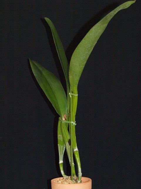 洋蘭原種 カトレア C.labiata rosada venosa 'Pastel Fantasy' O.G(ラン)｜売買されたオークション ...