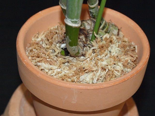 洋蘭原種 カトレア C.labiata rosada venosa 'Pastel Fantasy' O.G(ラン)｜売買されたオークション ...