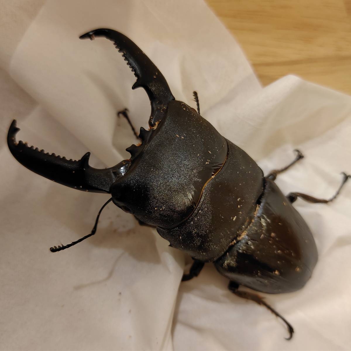 パラワンオオヒラタ♂104.7mm♀52.1mm51.8mm48.6mm(外国産)｜売買されたオークション情報、yahooの商品情報をアーカイブ公開 - オークファン（aucfan.com）