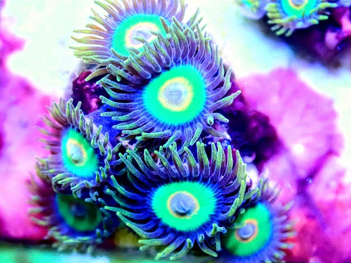 Rarta rainbow zoa(海水魚)｜売買されたオークション情報、yahooの商品情報をアーカイブ公開 - オークファン（aucfan ...