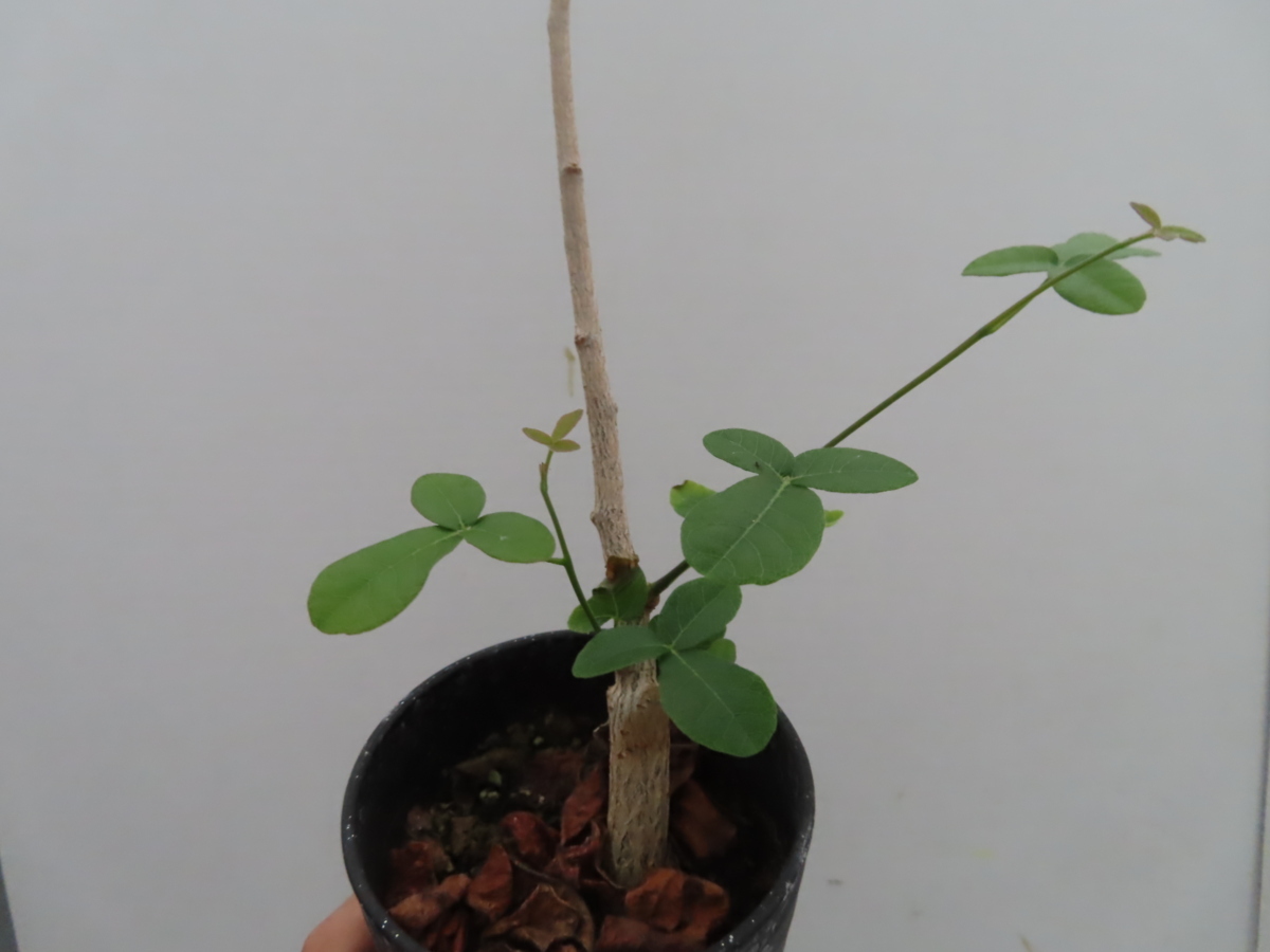 マ467 実生 コミフォラ SP 塊根植物 種から発芽 commiphora orbicularis 葉落ち可能性(その他)｜売買されたオークション情報、yahooの商品情報をアーカイブ公開 ...