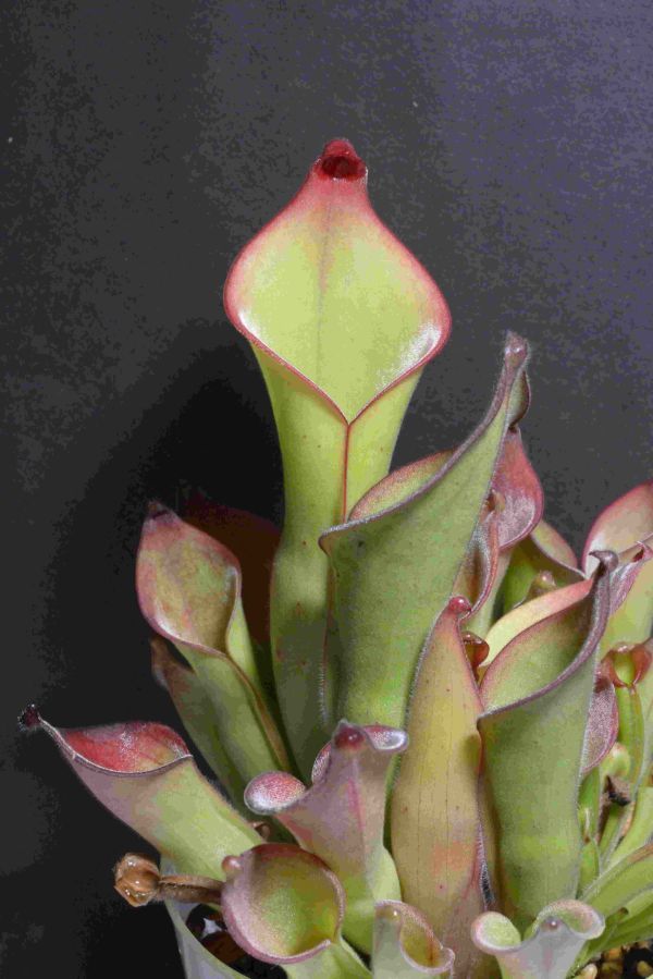 Heliamphora uncinata ヘリアンフォラ アンシナータ 食虫植物(その他)｜売買されたオークション情報、yahooの商品情報を ...