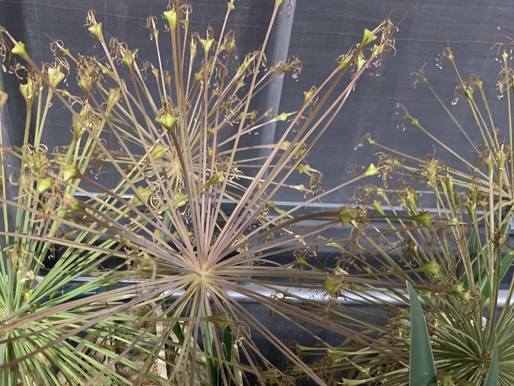 自家採取 Boophane disticha ブーファンディスティチャ boophone ブーフォン 冬型 10粒(サボテン)｜売買された ...