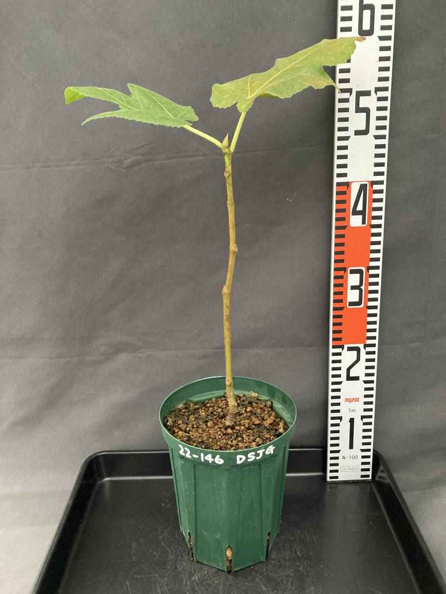 22-146 Del Sen Jaume Gran DSJG デル セン ジャウメ グラン イチジク 苗木 超有望品種(果物)｜売買された ...