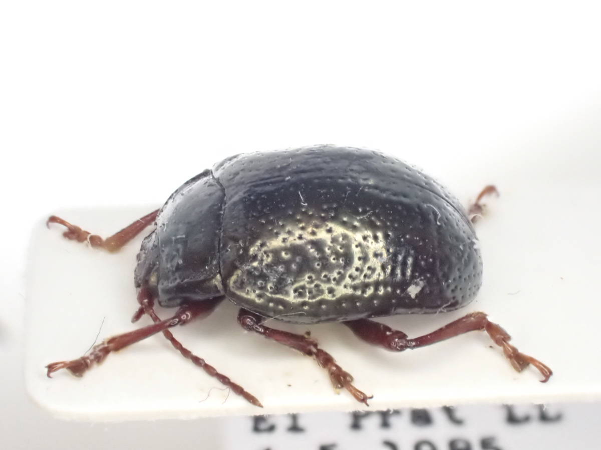 ハムシ科 Chrysolina Chrysolin bankii バンク ヨモギハムシ /バルセロナ産 体高がかなり高い種(その他)｜売買され ...