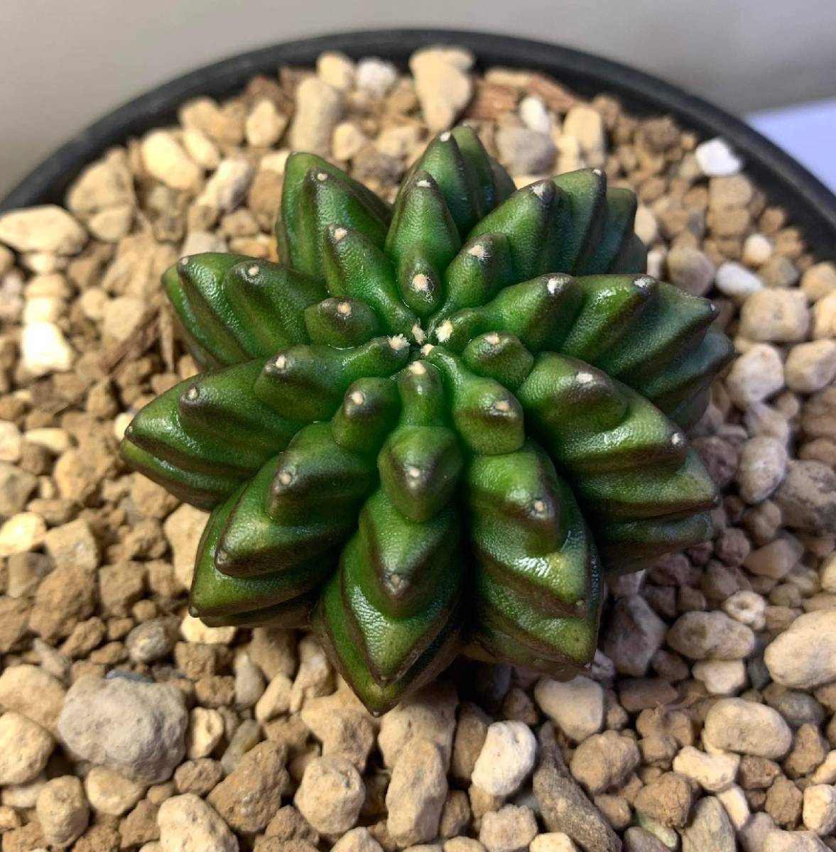 B076 同梱可 ギムノカリキウム クリスタタ トゲ無し レアアイテム Gymnocalycium Cristata 多肉植物 サボテン ...