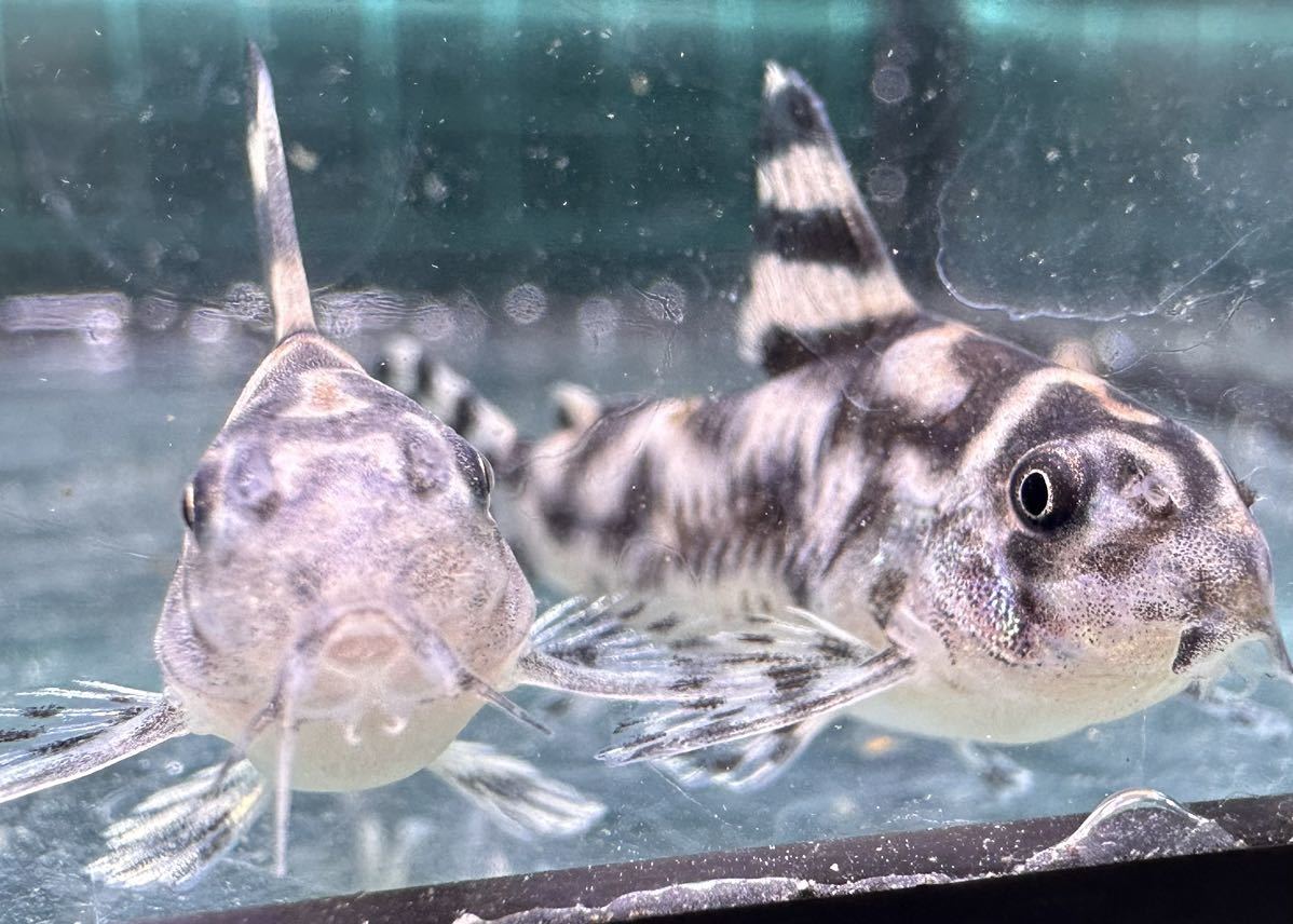 ゼブリーナ cw111 ワイルド f1個体 2匹(コリドラス)｜売買されたオークション情報、yahooの商品情報をアーカイブ公開 - オークファン（aucfan.com）