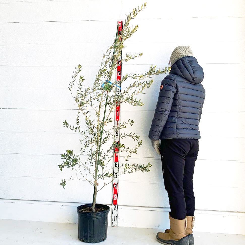 大怪獣シリーズ 20周年記念商品 ガラモン ガラモンの逆襲版 少年リック(その他)｜売買されたオークション情報、yahooの商品情報を ...