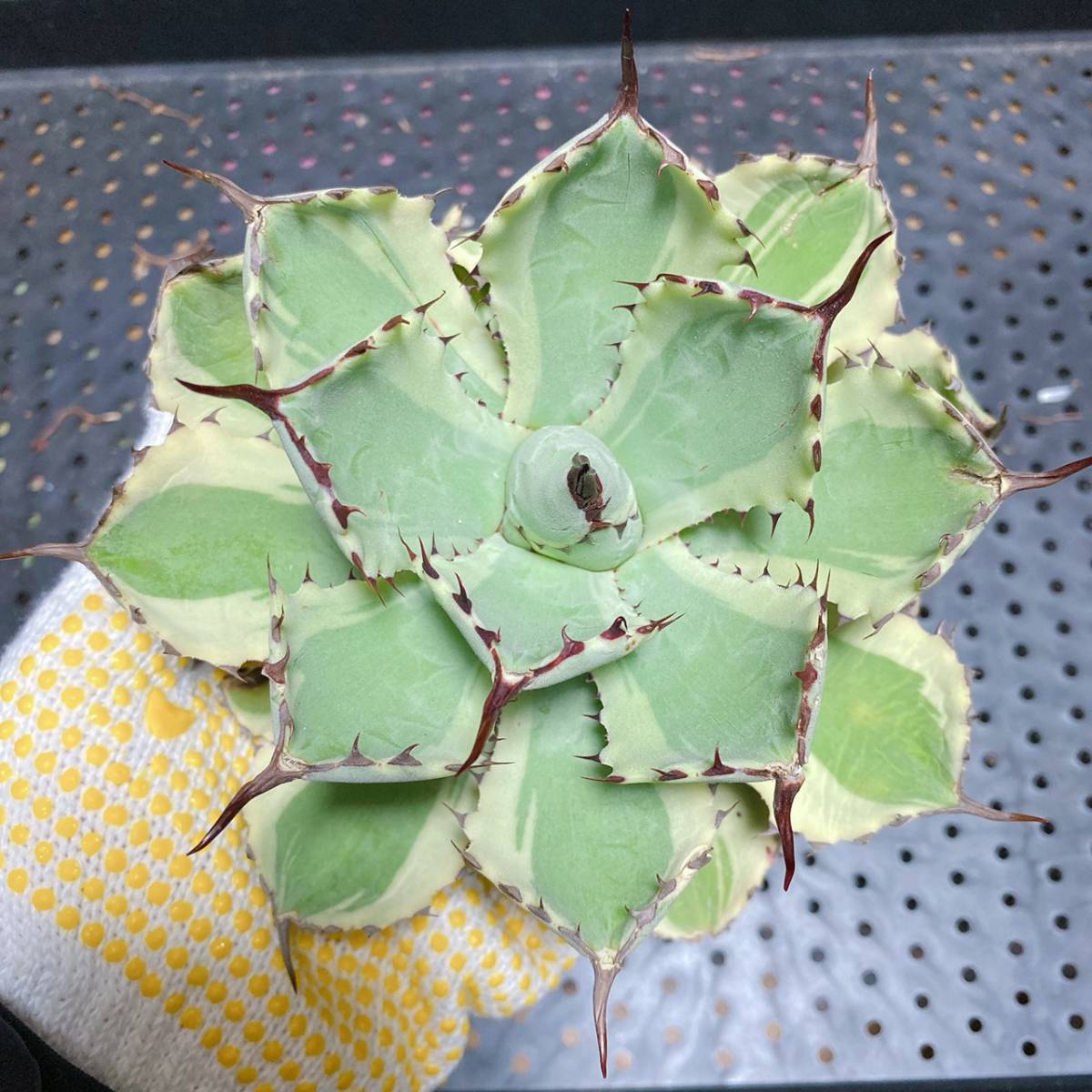 DH-13. アガベ 吉祥冠錦 大株 1株(アガベ)｜売買されたオークション情報、yahooの商品情報をアーカイブ公開 - オークファン（aucfan.com）