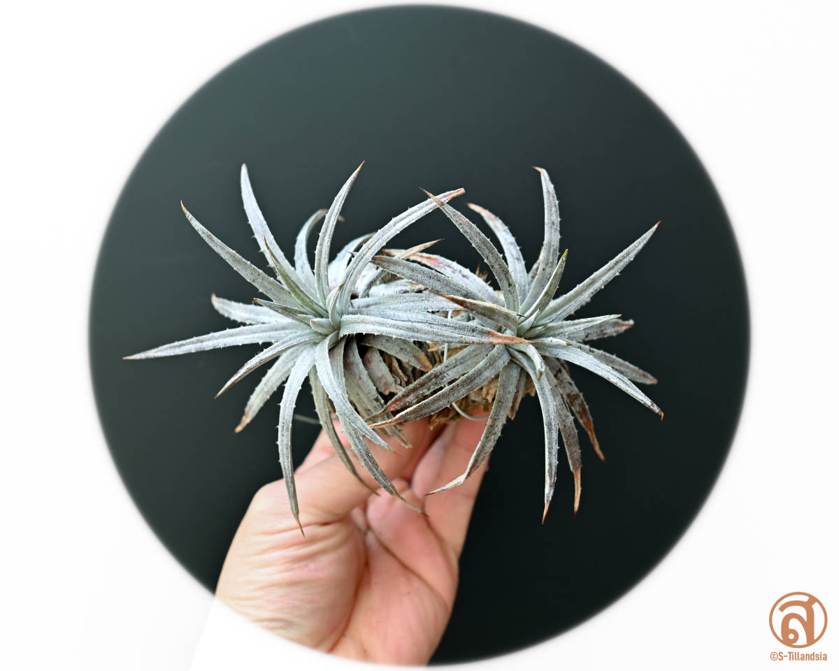 S-Dyckia -ディッキア-6- Choristaminea select Silver(アナナス)｜売買されたオークション情報 ...