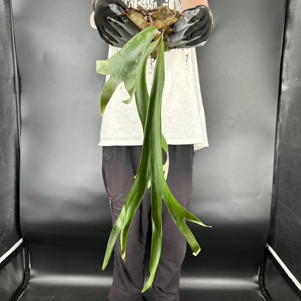 Y161 Platycerium willinckii Wild プラティケリウム ウィリンキー 6/24輸入 東ジャワ カウィ山(ビカクシダ ...