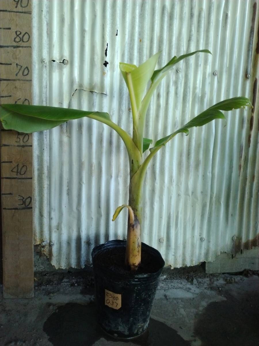 ドワーフ オリノコバナナ Musa Dwarf Orinoco 株分け苗 23-08-O37(果物)｜売買されたオークション情報、yahooの ...