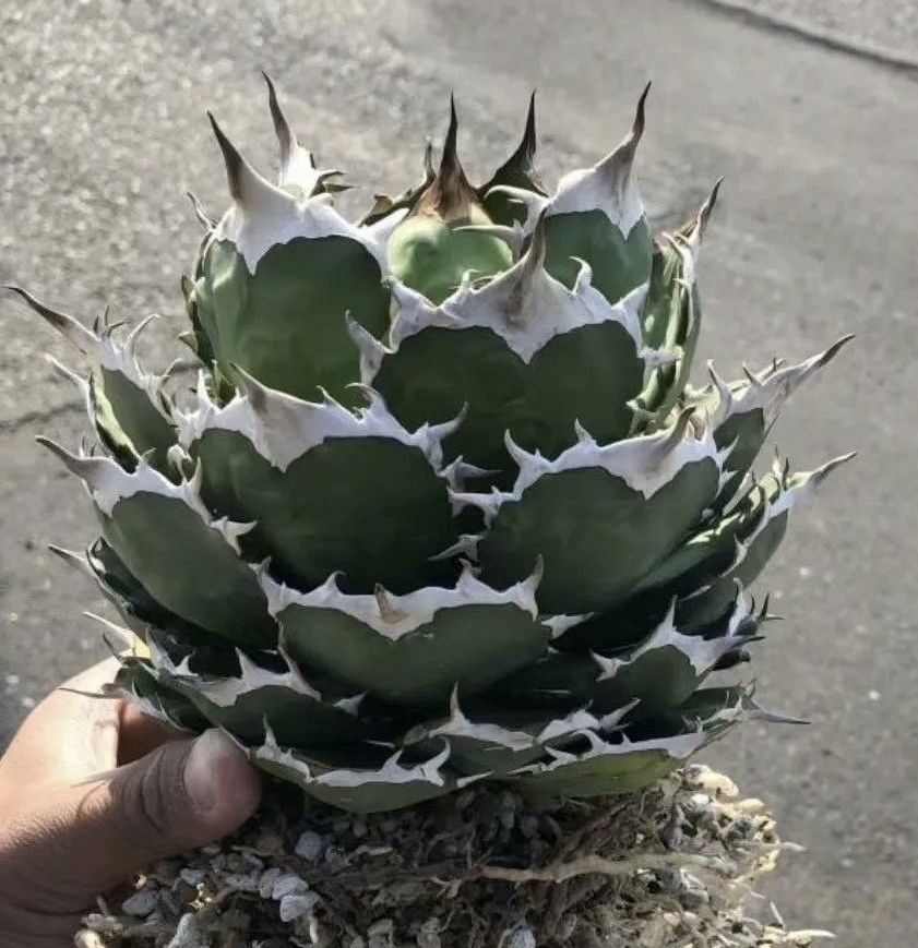 N17 パンダ園芸 AGAVE TITANOTA FO-076 アガベチタノタ 宝珠 中株(アガベ)｜売買されたオークション情報、yahooの商品情報をアーカイブ公開 - オークファン ...