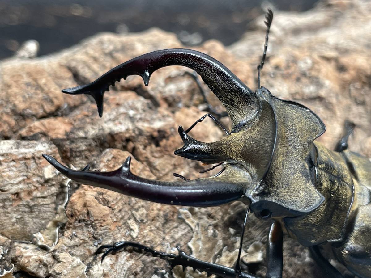 フルキフェルミヤマ チベットミヤマ 初2令幼虫5頭 Lucanus tibetanus furcifer ②(外国産)｜売買されたオークション ...