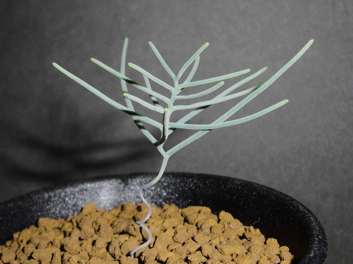 多肉植物 / 球根 エリオスペルマム スピラレ Komaggas / Eriospermum spirale ①(サボテン)｜売買された ...
