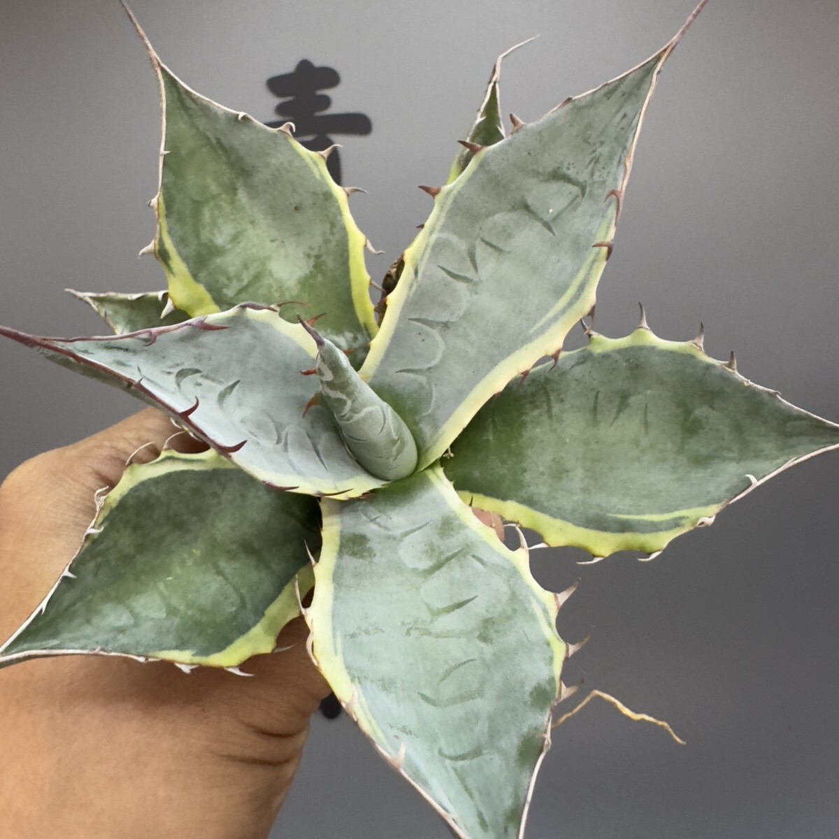 AO63 青田園芸 特選 アガベ オバティサナ シースター Agave Ovatisana Sea Star ハイブリッド(アガベ)｜売買され ...