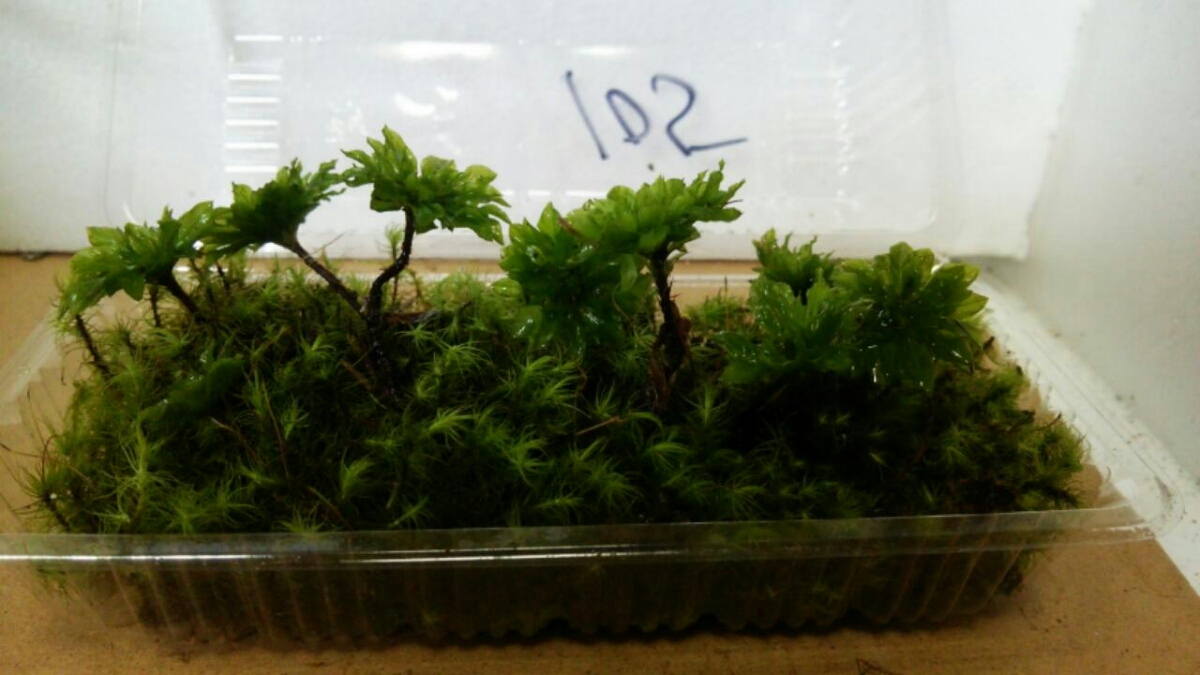 カサゴケ 天然 苔 コケ 18cm×9cm 山形パック テラリウム 盆栽 他 出品No.105(その他)｜売買されたオークション情報、yahooの商品情報をアーカイブ公開 - オークファン ...