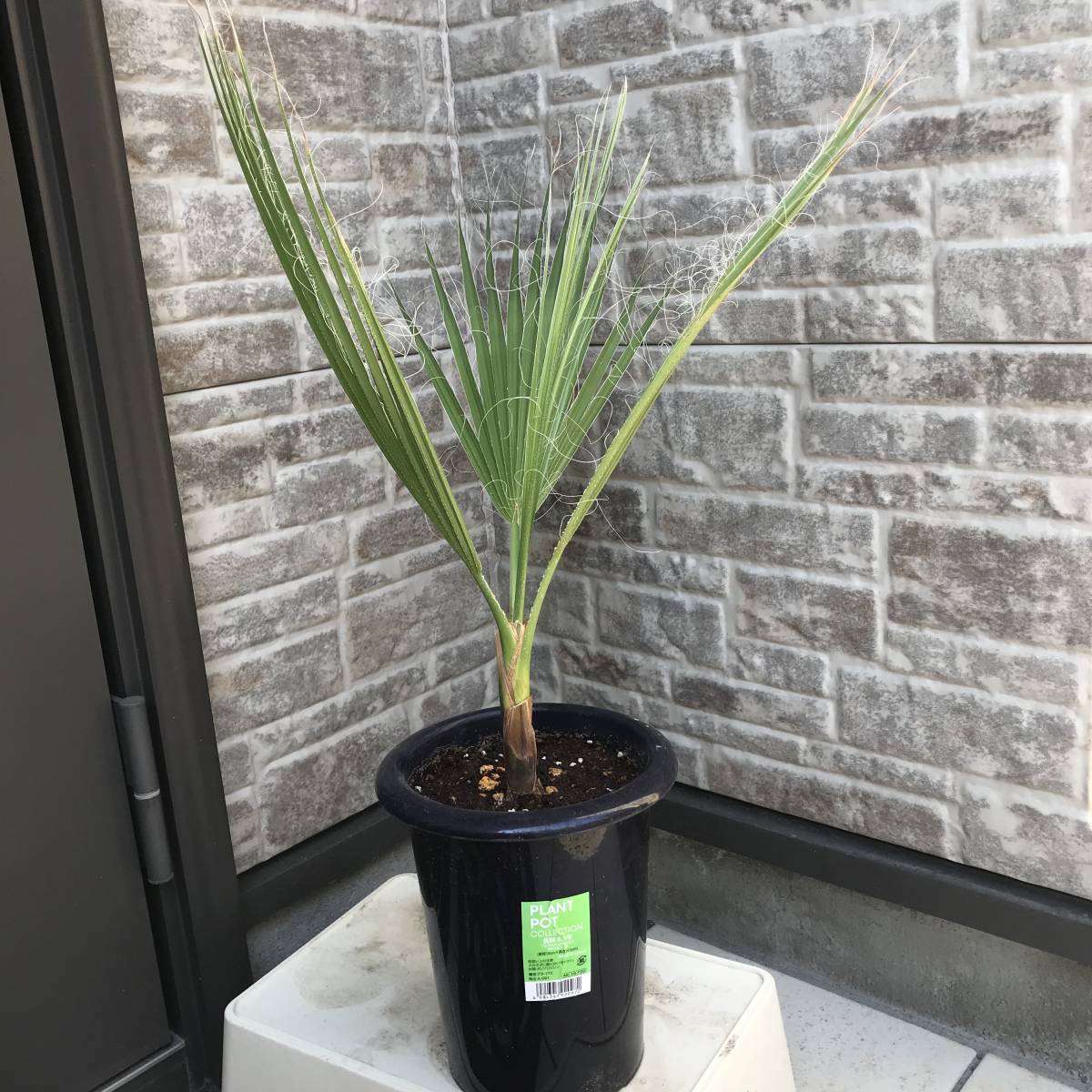 ワシントンヤシ 約60cm 2016年3月発芽 WF12 / Washingtonia filifera ワシントニア 耐寒ヤシ 耐寒 椰子 ...