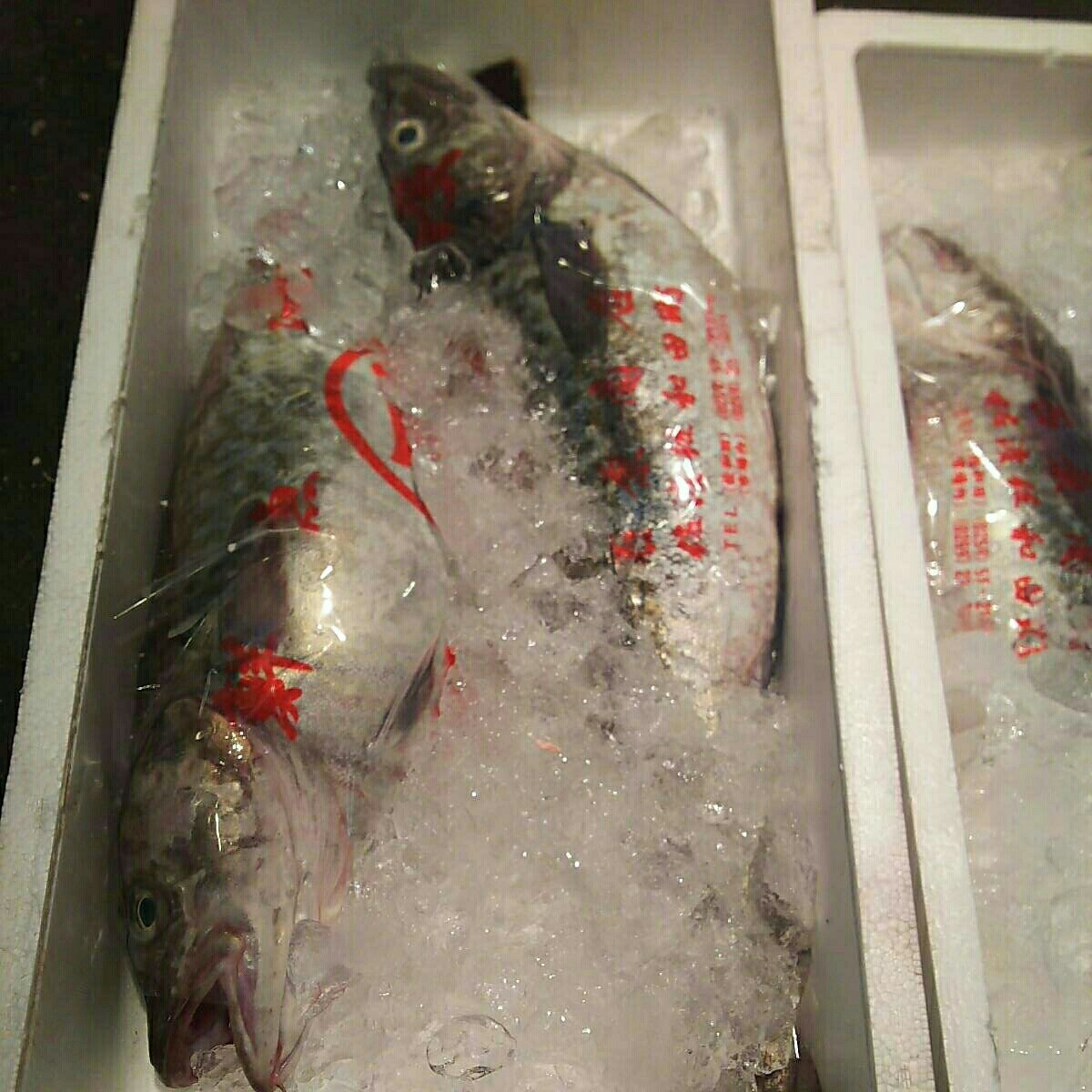 日本海佐渡産タラオス2匹 5.8キロ一箱セット 基本丸々送ります(タラ)｜売買されたオークション情報、yahooの商品情報をアーカイブ公開 ...