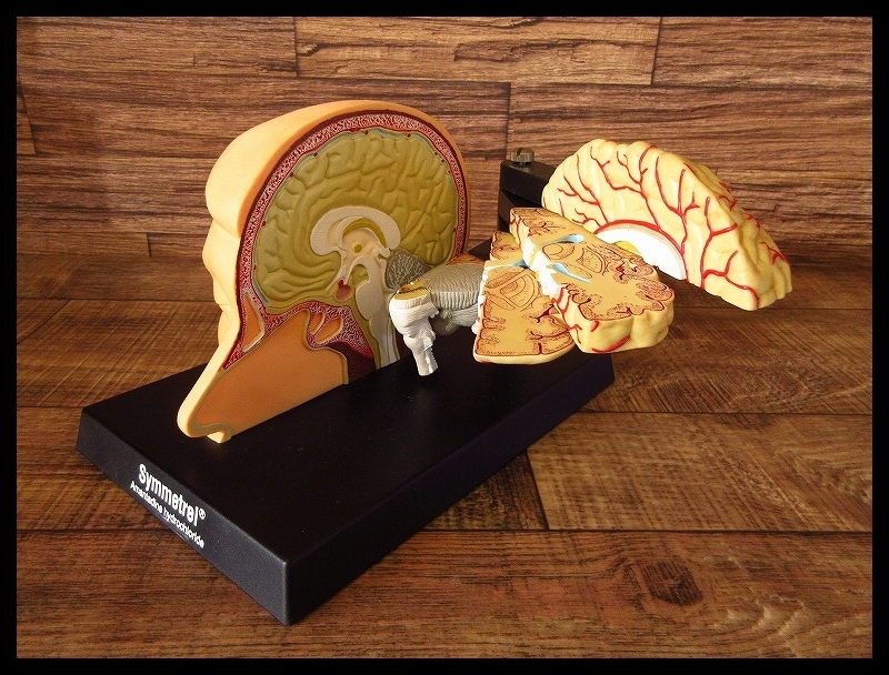 Novartis Pharma K.K ノバルティス ファーマ 患者説明用 脳模型 Symmetrel(ビューティー、ヘルスケア)｜売買されたオークション情報、yahooの商品情報をアーカイブ ...