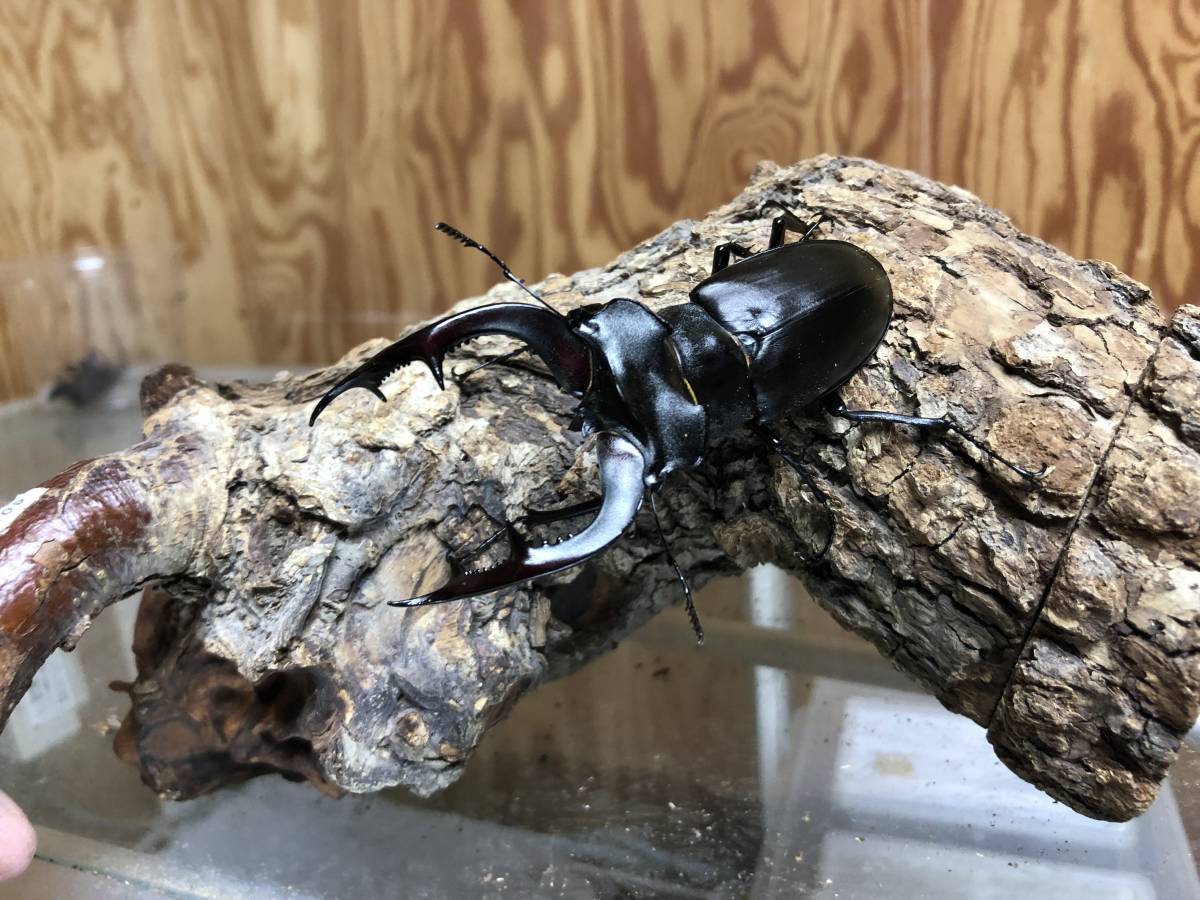 GATAKUN アクベシアヌスミヤマ ♂86mmペアー NO.622(外国産)｜売買されたオークション情報、yahooの商品情報をアーカイブ公開 - オークファン（aucfan.com）