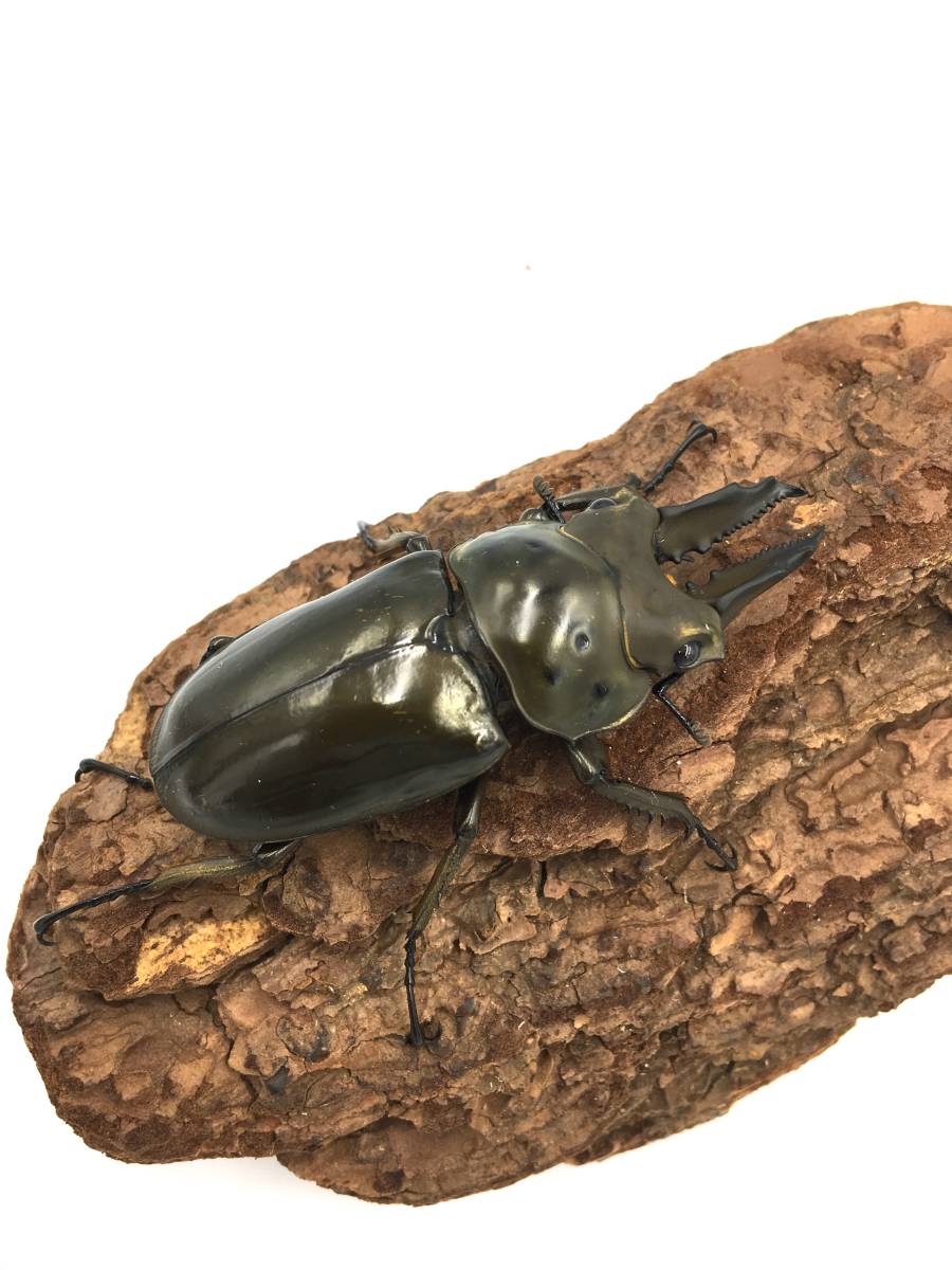 BR703 ババオウゴンオニクワガタ 新成虫ペア 発送日限定(外国産)｜売買されたオークション情報、yahooの商品情報をアーカイブ公開 - オークファン（aucfan.com）