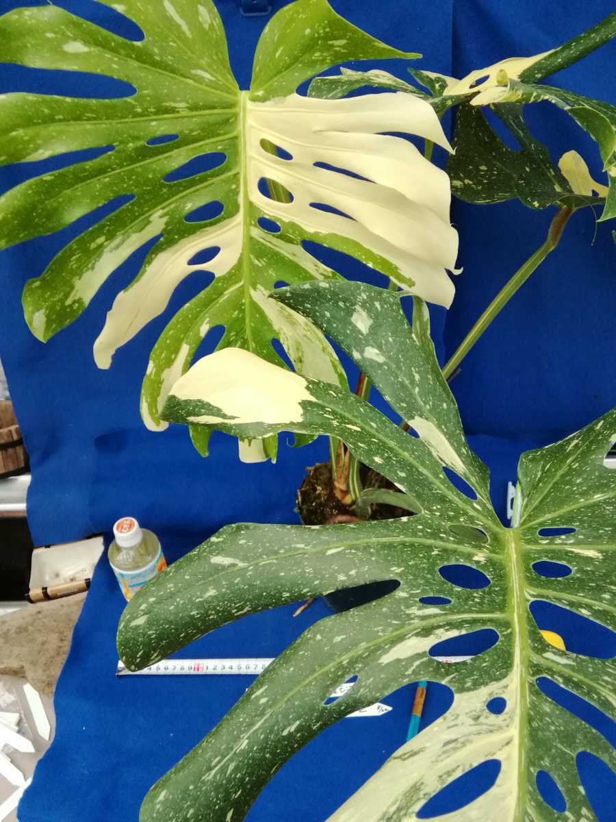 NO.0822 斑入り 古典 黄斑入 モンステラ 2ヶセット 品 観葉植物 インテリアにも(観葉植物)｜売買されたオークション情報、yahooの商品情報をアーカイブ公開 - オークファン ...