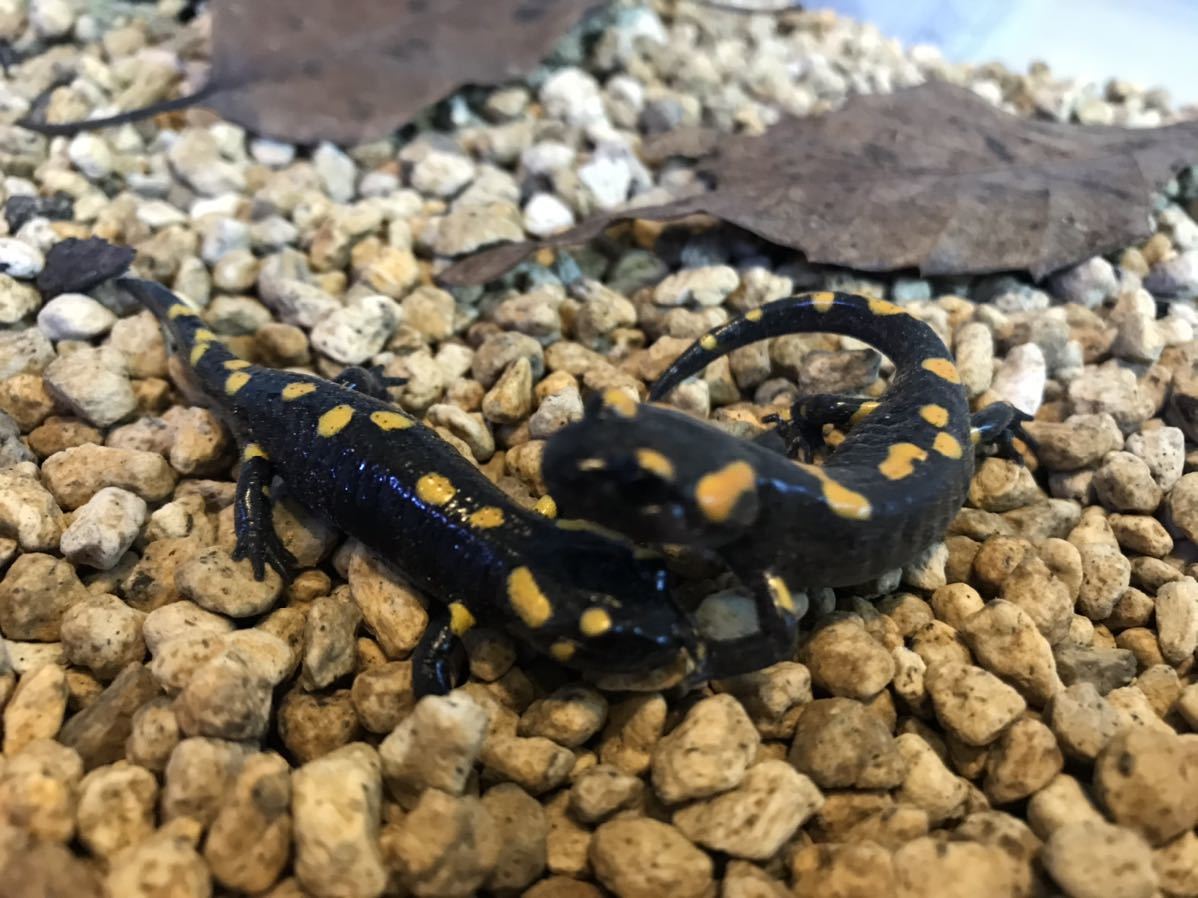 ファイアサラマンダー基亜種 2020自家CB2匹 人工飼料OK②(イモリ、サラマンダー)｜売買されたオークション情報、yahooの商品情報をアーカイブ公開 - オークファン（aucfan.com）