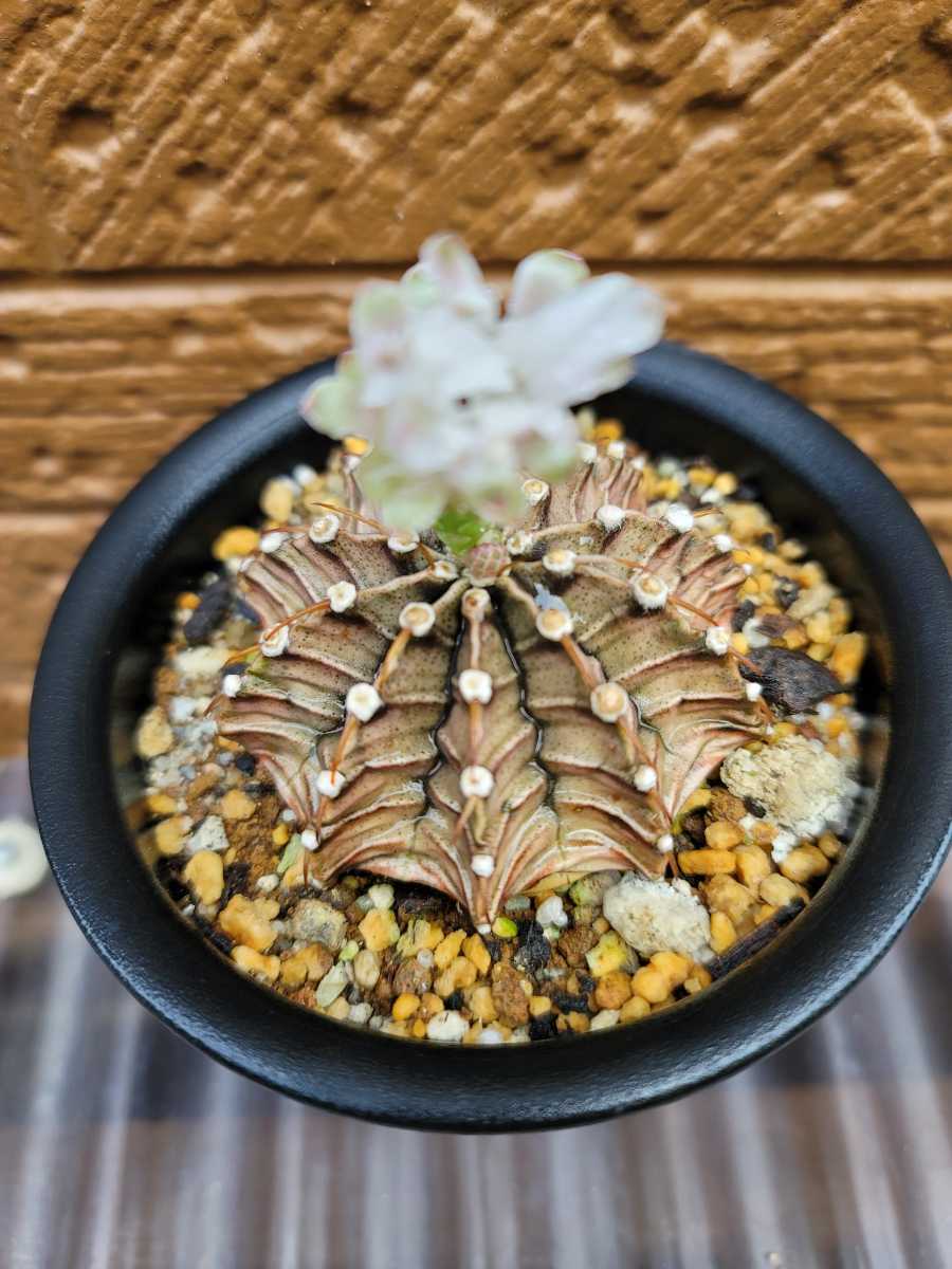 LB2178(観葉植物)｜売買されたオークション情報、yahooの商品情報をアーカイブ公開 - オークファン（aucfan.com）