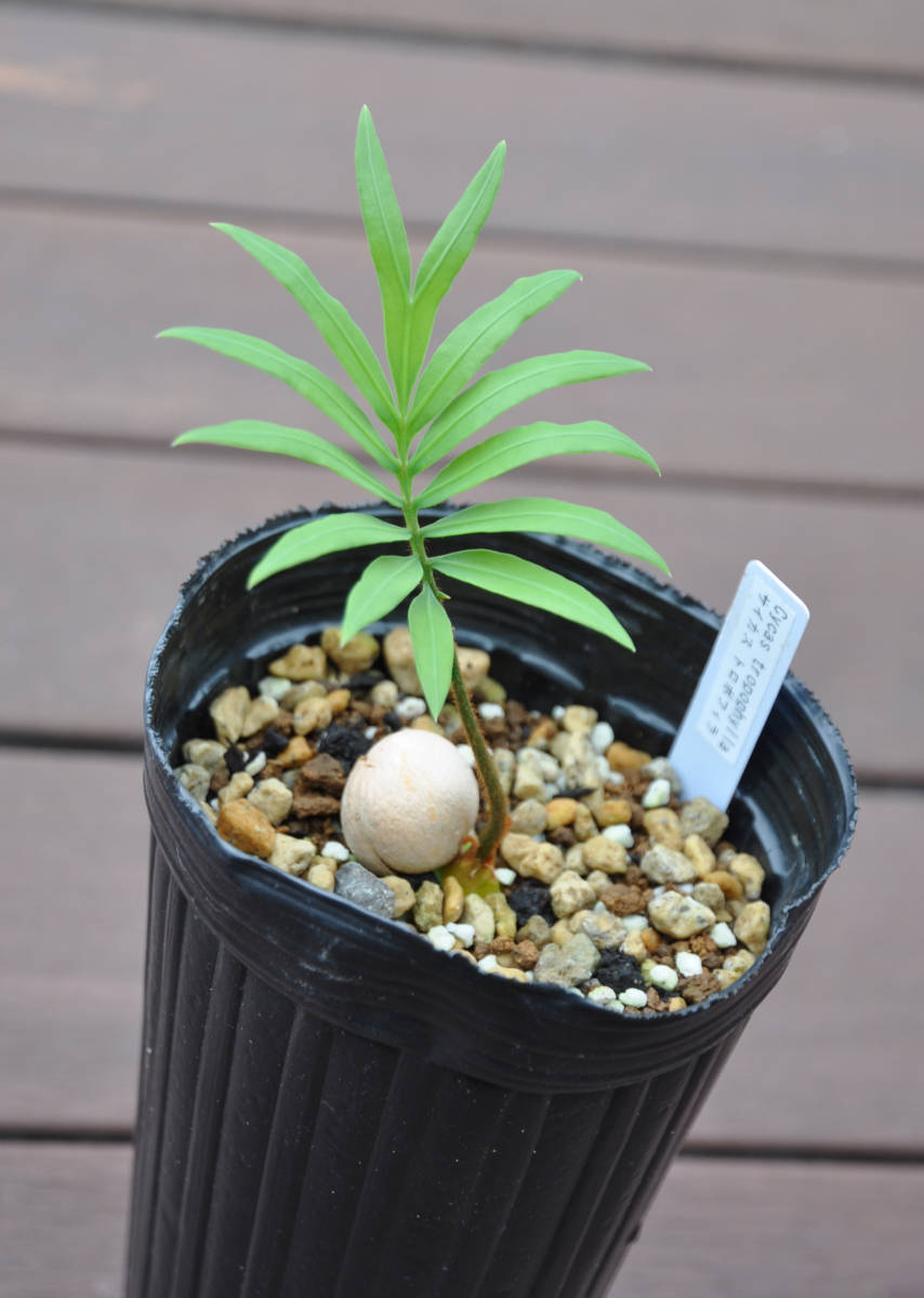 サイカス トロポフィラ Cycas tropophylla ハロンサゴ Ha Long Sago 断崖のソテツ(ヤシ)｜売買されたオークション ...
