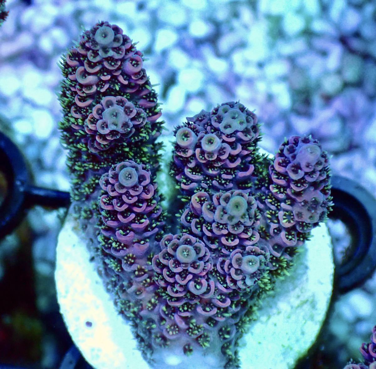 CDU Acropora Anthocercis 色揚げ個体 ミドリイシ アンソサシス レッド ポリプグリーン CDU(サンゴ)｜売買された ...