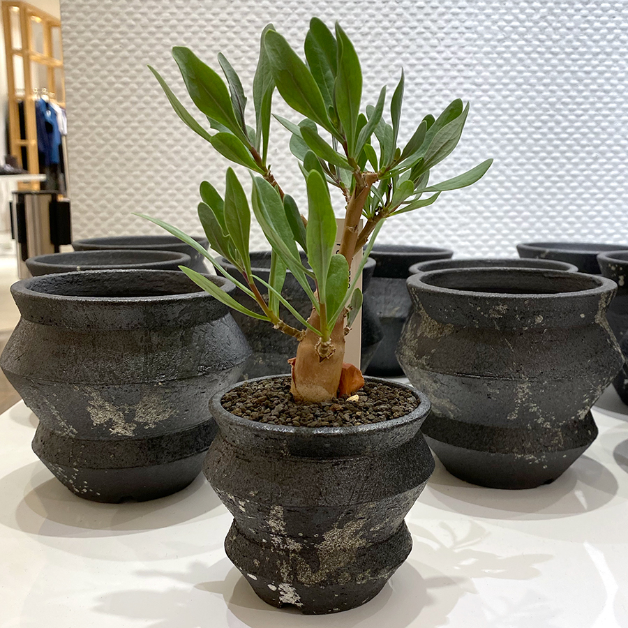 SHO-DO Vintage splash triple edge mini BOTANIZE POT 陶器鉢 ボタナイズ別注 植木鉢 奥田正道(鉢)｜売買されたオークション情報、yahooの ...