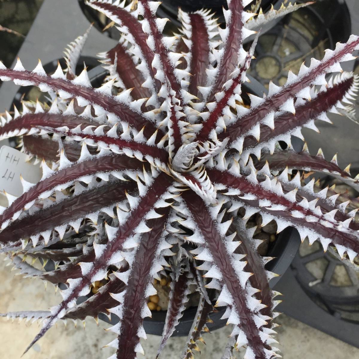 First Sale 14. ディッキア Dyckia Samurai Bromeliad Cultivar Register 15405 ...