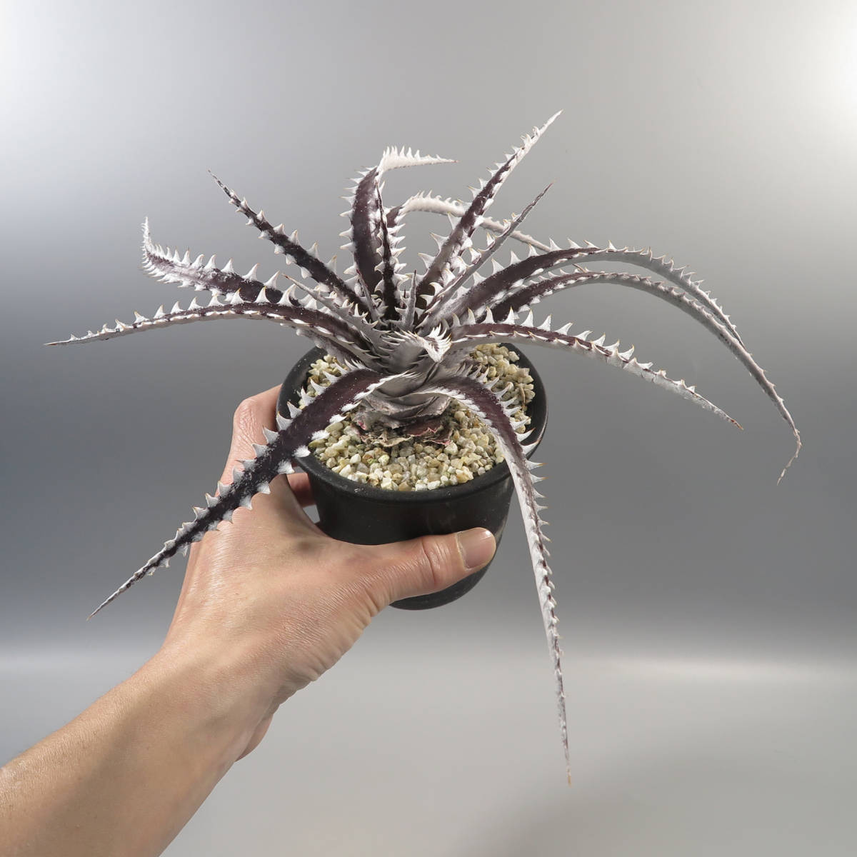 First Sale 14. ディッキア Dyckia Samurai Bromeliad Cultivar Register 15405 ...