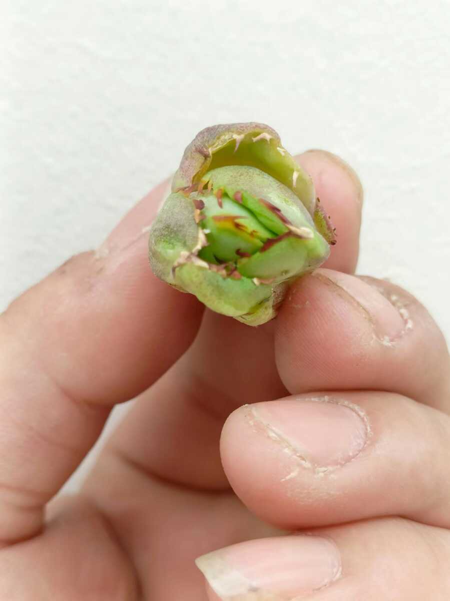 Q4多肉植物 特選 アガベ チタノタFO-079(アガベ)｜売買されたオークション情報、yahooの商品情報をアーカイブ公開 - オークファン（aucfan.com）