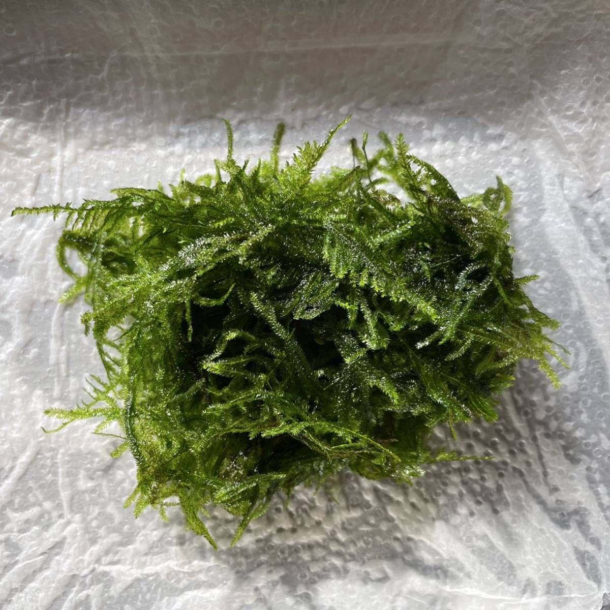 無農薬 南米ウィローモス 細切れを含む 総重量約45g(ウィローモス)｜売買されたオークション情報、yahooの商品情報をアーカイブ公開 - オークファン（aucfan.com）