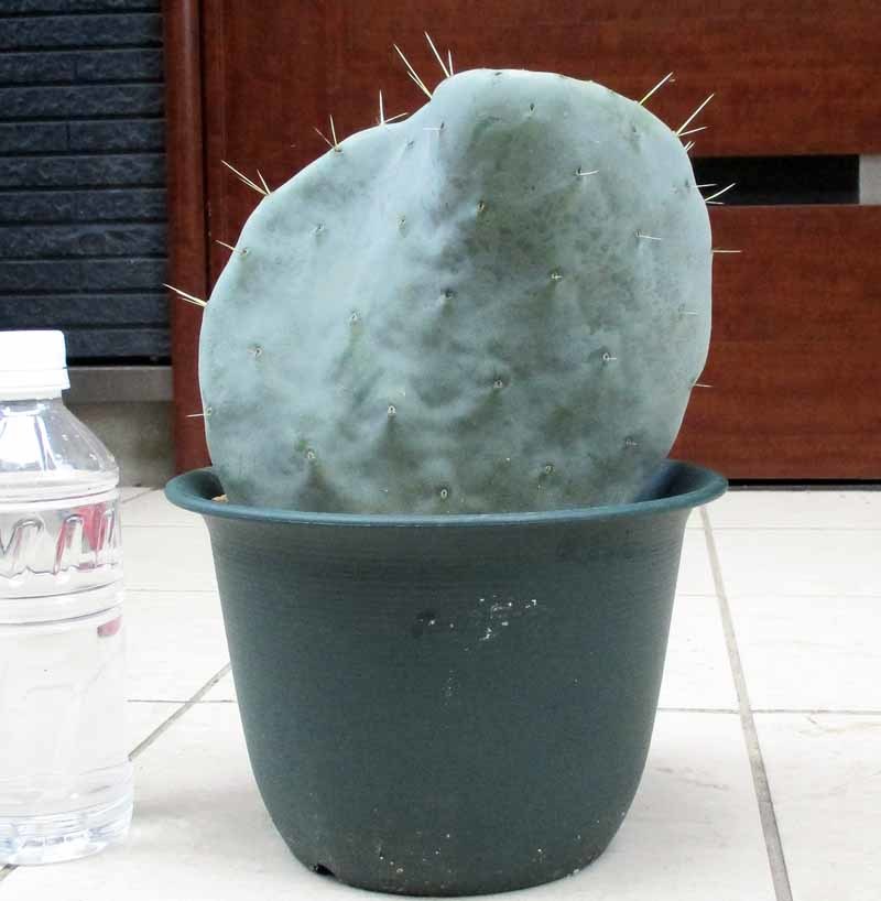 現品 大丸盆 ウチワサボテン オオマルボン ベレン 大丸盆の最高品種のベレン Opuntia robusta f. Belen 7号 MJ ...