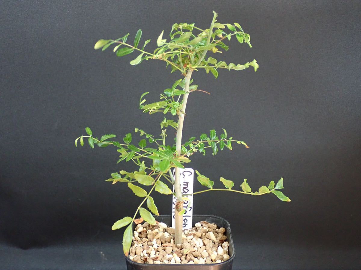 コミフォラ マハファレンシス Commiphora mahafalensis 2022/5/10播種(観葉植物)｜売買されたオークション情報、yahooの商品情報をアーカイブ公開 ...