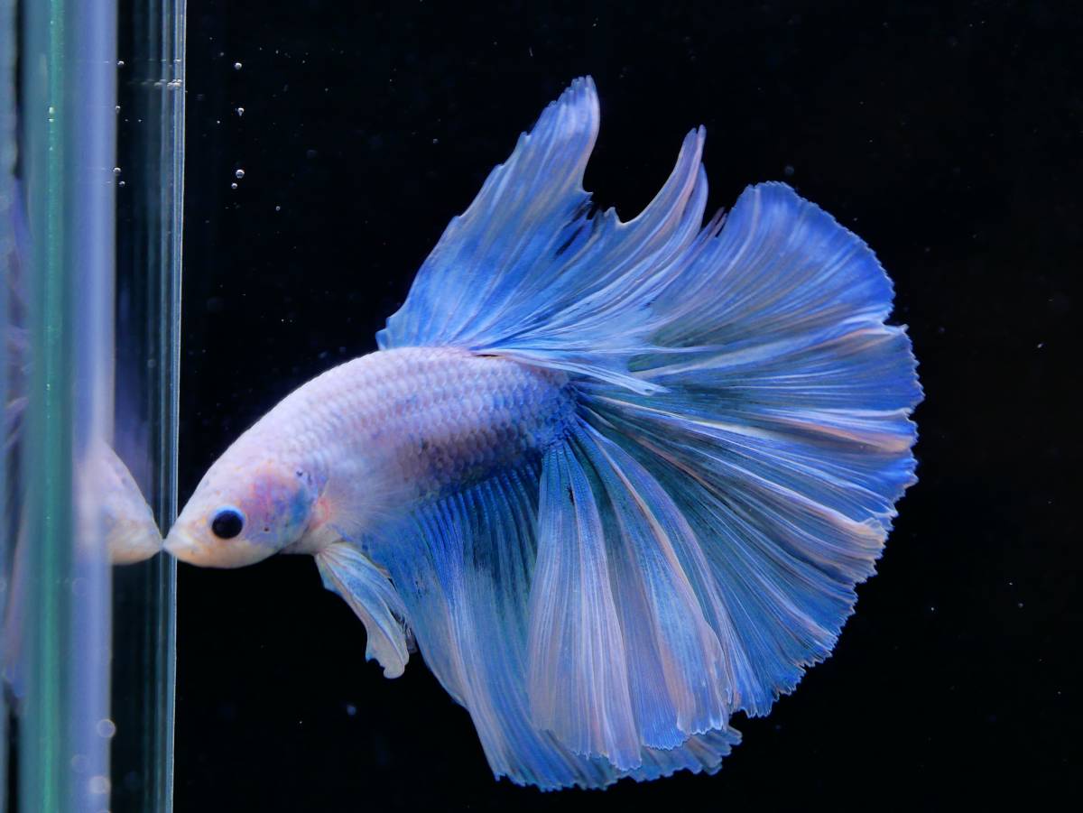 PoPo Betta ベタ E4 ローズテールユニコーン ♂ タイ直輸入(ベタ)｜売買されたオークション情報、yahooの商品情報をアーカイブ公開 - オークファン（aucfan.com）