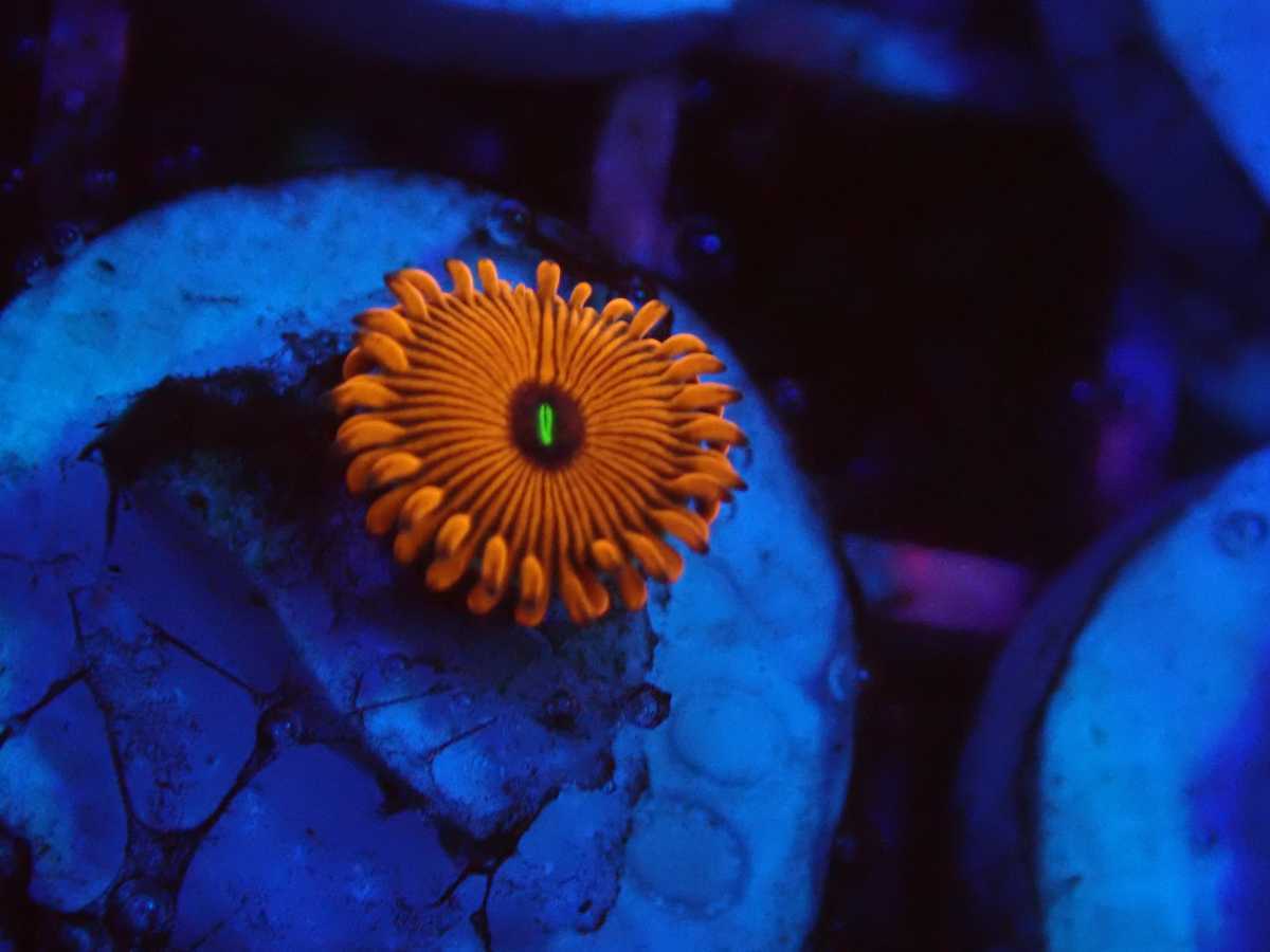 GC zoa Pumpkin(海水魚)｜売買されたオークション情報、yahooの商品情報をアーカイブ公開 - オークファン（aucfan.com）