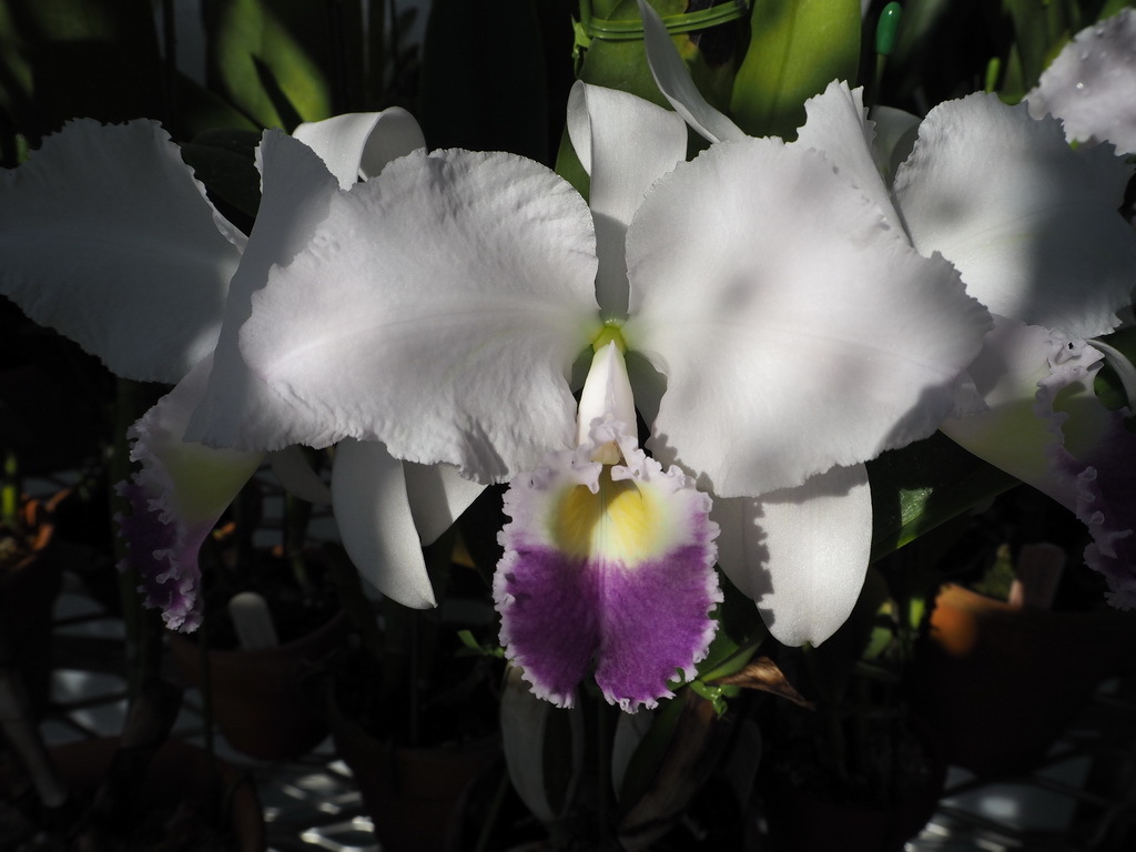 洋蘭原種 カトレアC.trianae fma. coerulea 'Turquesa' OG FCC/CCO AM/AOS(ラン)｜売買された ...