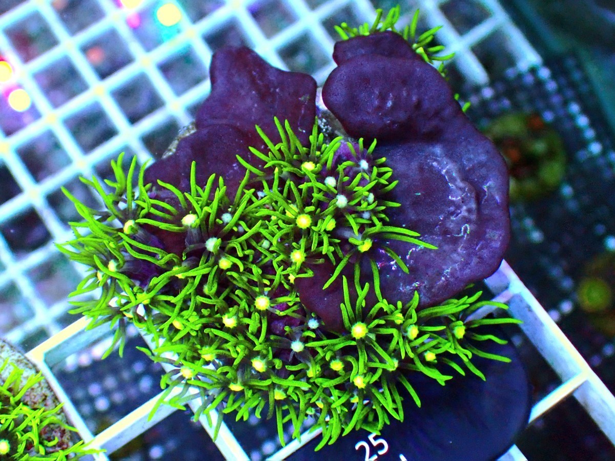 Pachyclavularia sp. + Purple Blue Plating Photosynthetic Sponge 石垣産スター ...