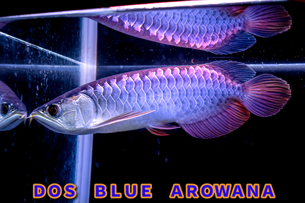 本場マレーシア産 極上過背金龍 DOS BLUE AROWANA メタルブルータイプ強烈光沢 NO.2479(アロワナ)｜売買された ...