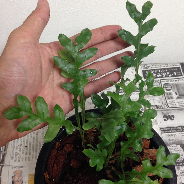 Drynaria bonii dwarf from philippine② @bikamori ドリナリア(ビカクシダ、コウモリラン)｜売買されたオークション情報、yahooの商品情報を ...