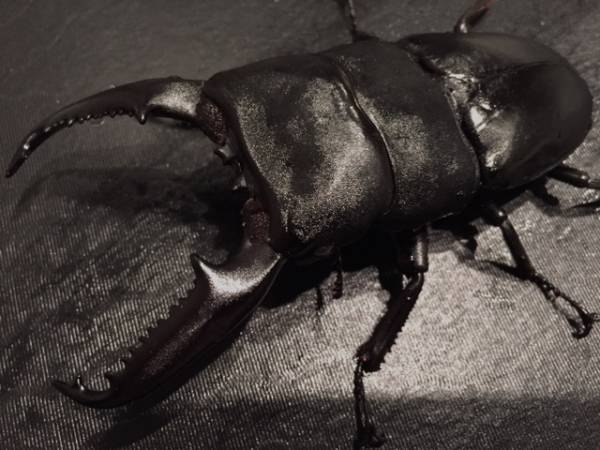 calmana パラワン オオヒラタ♂105.4mm＋♀49mm up #35409_(外国産)｜売買されたオークション情報、yahooの商品 ...