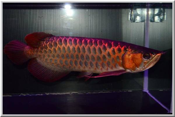 FUDO-RED 火炎龍王 辣椒紅龍 太巻き鱗 マニア向け0209(アロワナ)｜売買されたオークション情報、yahooの商品情報をアーカイブ ...